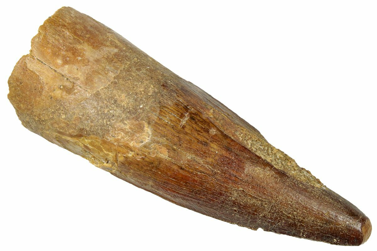 2.12" Fossil Spinosaurus Tooth - Real Dinosaur Tooth (#316826) For Sale ...