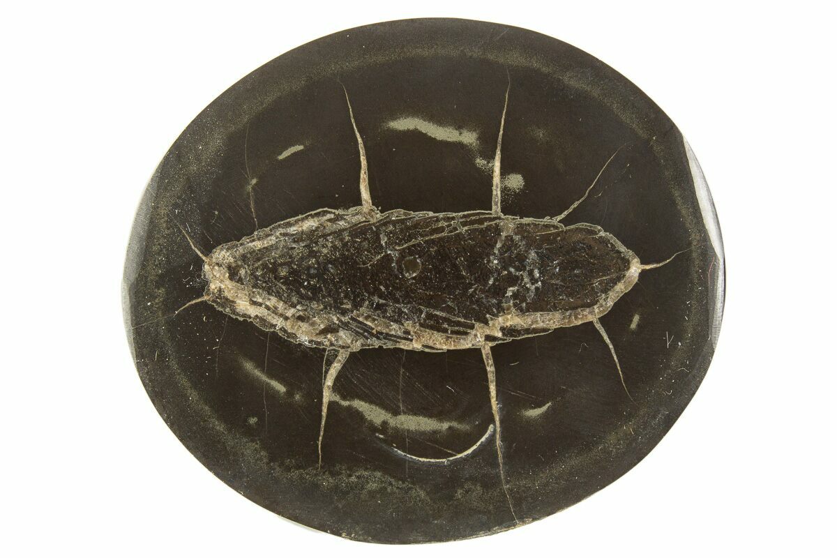 2.35" Polished Fish Coprolite (Fossil Poo) Nodule Half - Scotland ...