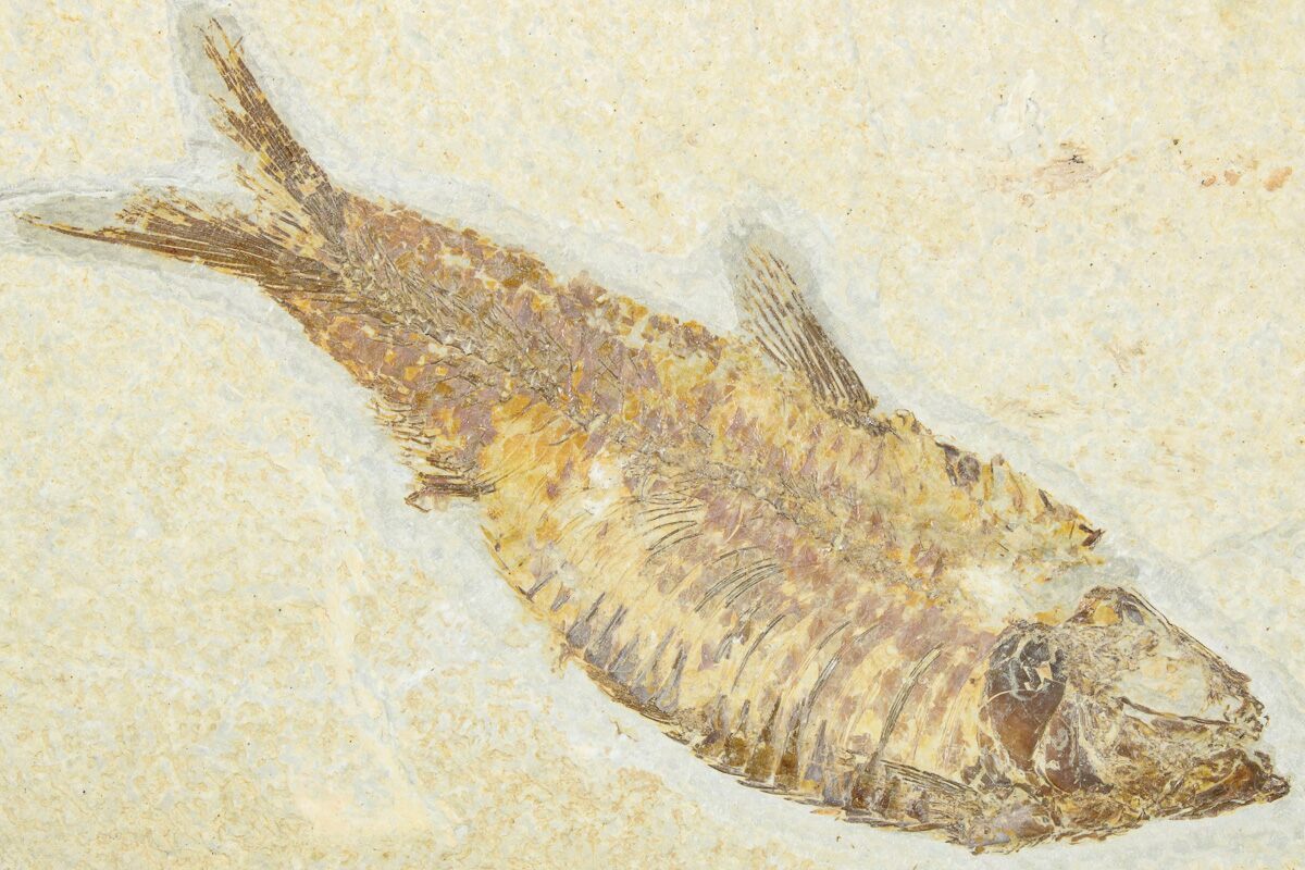 5" Detailed Fossil Fish (Knightia Alta) - Wyoming (#318265) For Sale ...