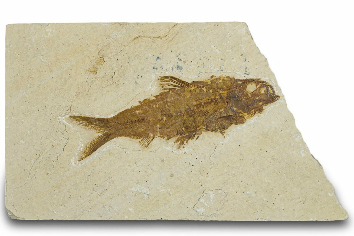 3" Detailed Fossil Fish (Knightia) - Wyoming (#318502) For Sale ...