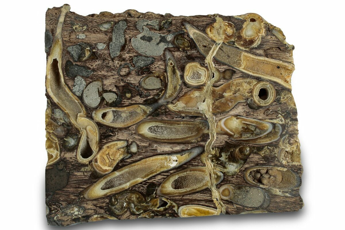 3.9" Polished Fossil Teredo (Shipworm Bored) Wood - England (#319155 ...