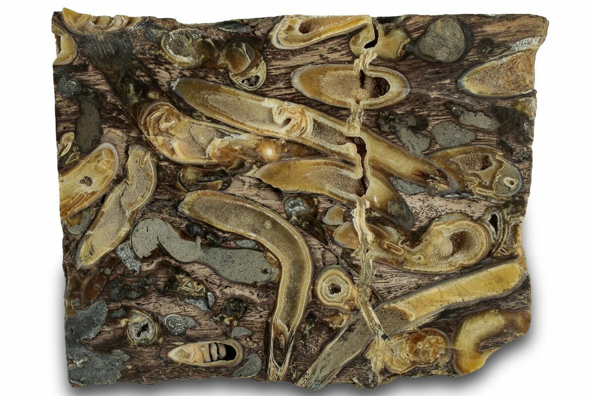 4.05" Polished Fossil Teredo (Shipworm Bored) Wood - England (#319158 ...