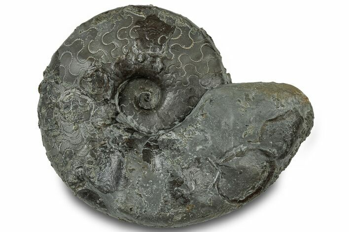 4.1" Triassic Ammonite (Ceratites sublaevigatus) Fossil - Germany ...