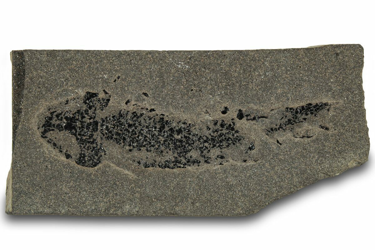 2.8" Devonian Lobed-Fin Fish (Osteolepis) Fossil - Scotland (#319628 ...