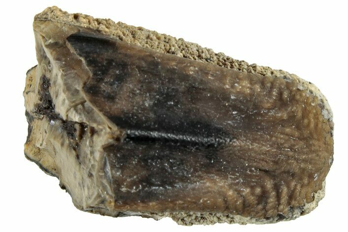 .73" Fossil Hadrosaur (Lambeosaurus) Tooth - Montana (#319720) For Sale ...