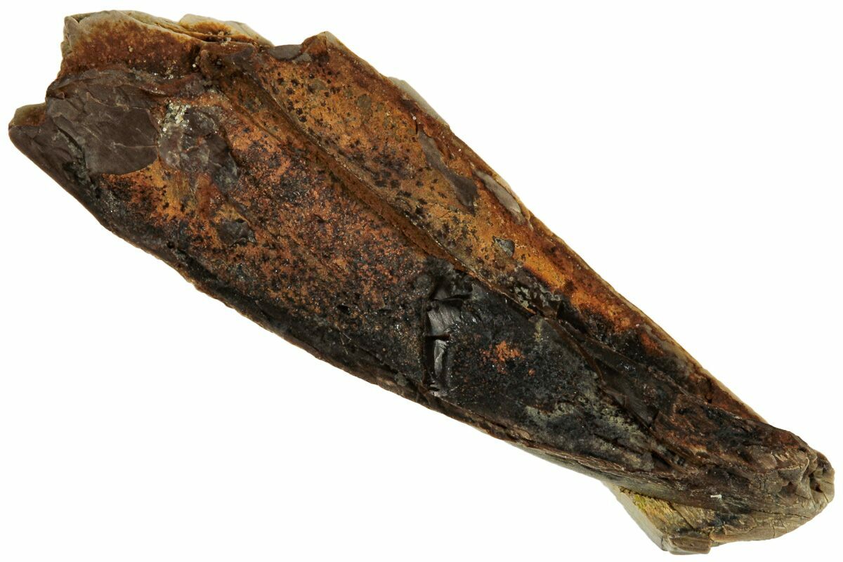 1.37" Fossil Dinosaur (Tyrannosaurus rex) Tooth Fragment - Montana ...