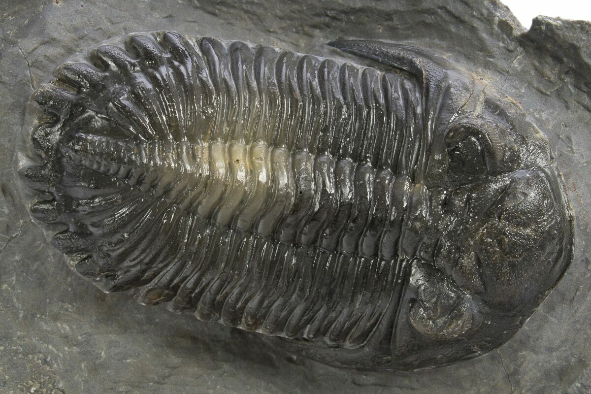 2.75" Multi-Toned Hollardops Trilobite Fossil - Ofaten, Morocco ...