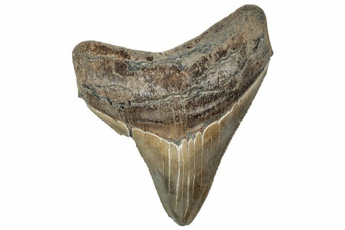 Serrated, 3.48" Fossil Megalodon Tooth - South Carolina (#320561) For ...