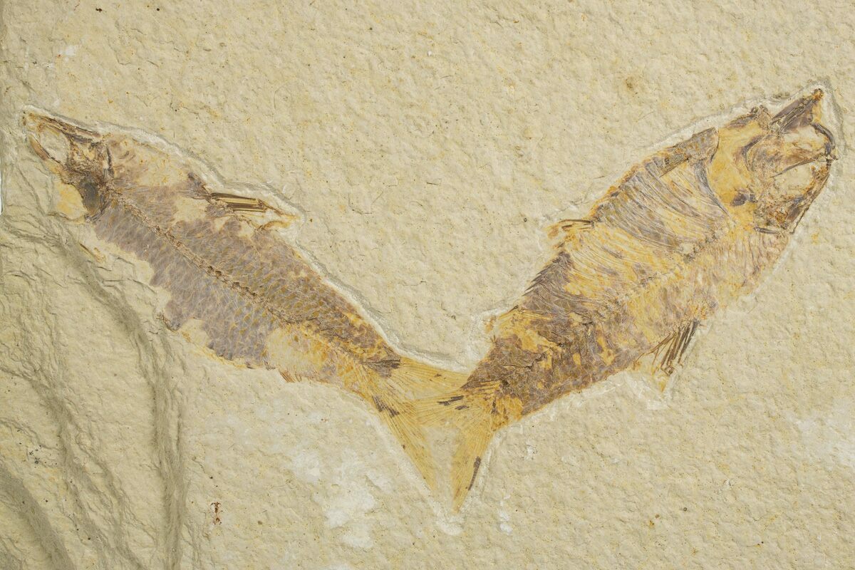 9.5" Shale With Three Fossil Fish (Knightia) - Wyoming (#320403) For ...