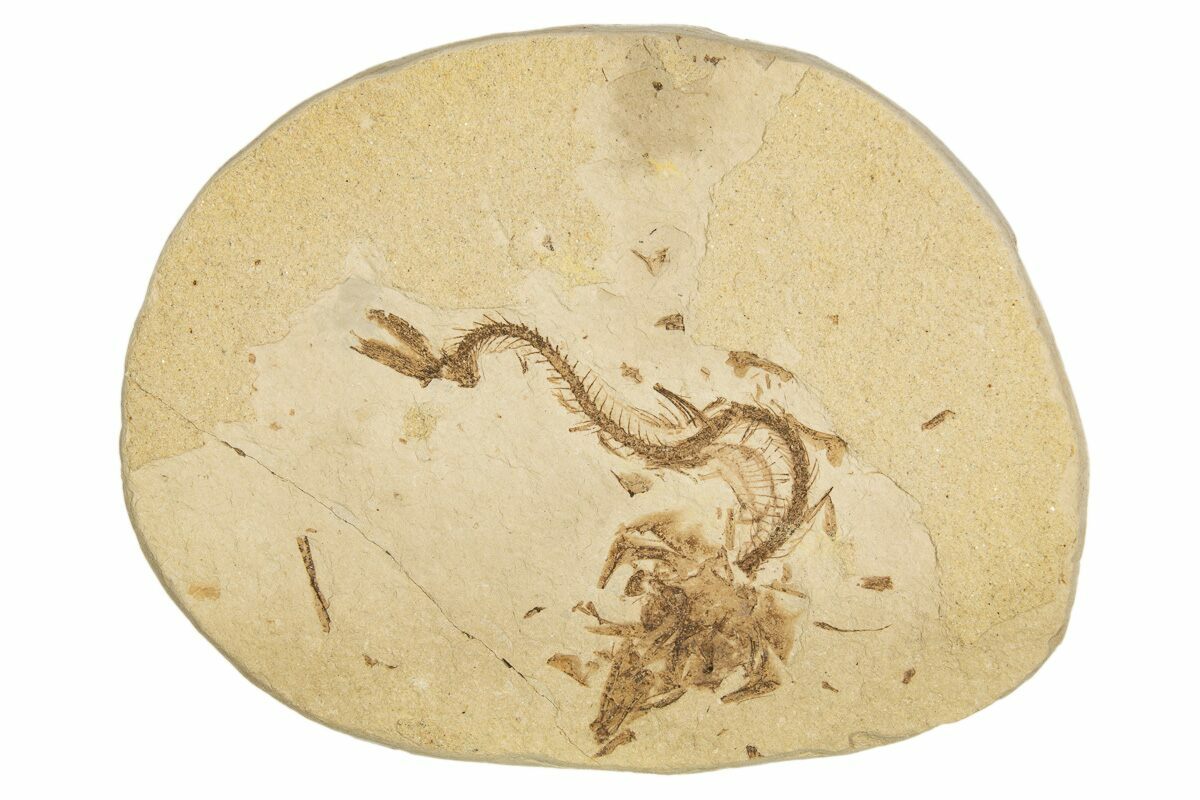 1.3" Oligocene Fossil Marine Smelt (Glossanodon) - Poland (#320609) For ...