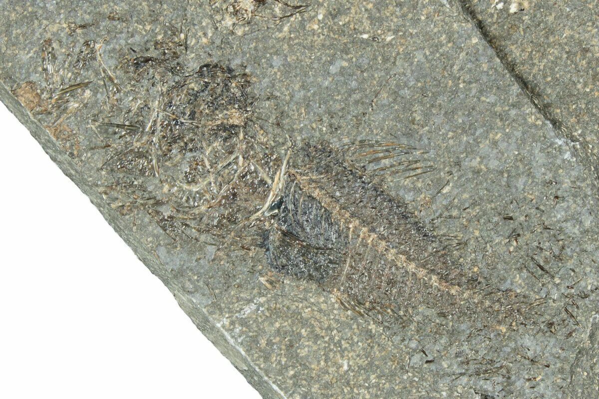 1.5" Oligocene Fossil Percoid Fish (Oligoserranoides) - Poland (#320641 ...