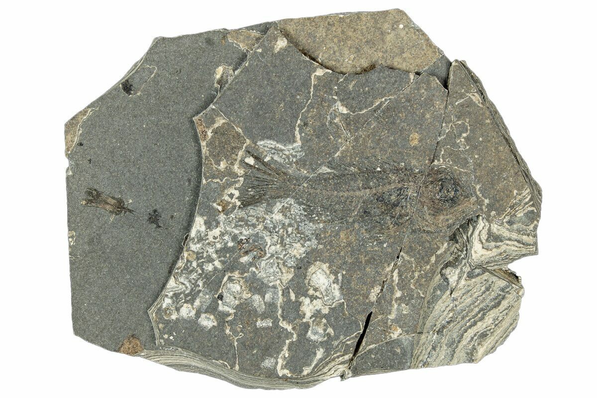 1.5" Oligocene Fossil Percoid Fish (Oligoserranoides) - Poland (#320642 ...