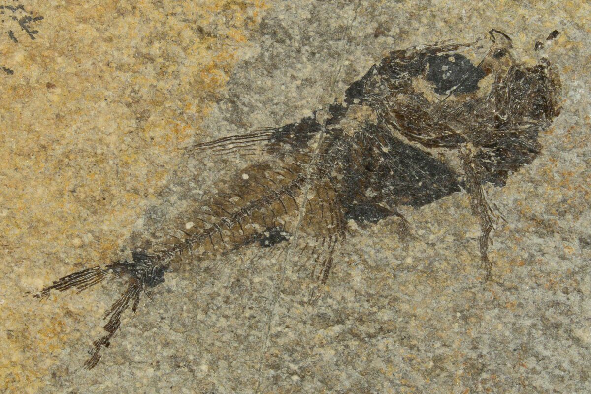 1" Oligocene Fossil Deep-Sea Hatchetfish (Polyipnus) - Poland (#320587 ...