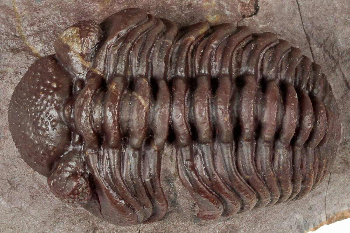 1.35" Unique Red Austerops Trilobite - Hmar Laghdad, Morocco (#320881 ...