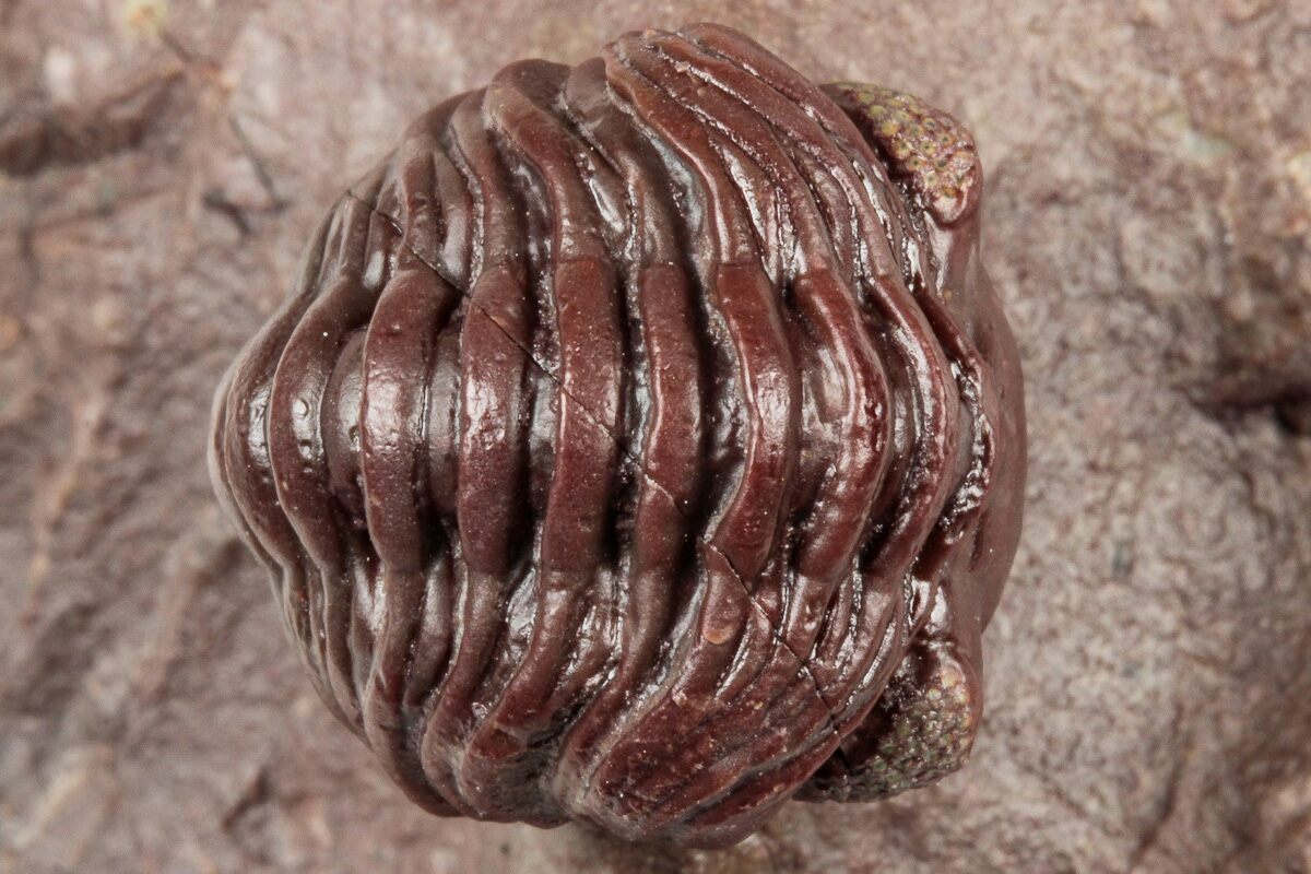 1" Curled Red Austerops Trilobite - Hmar Laghdad, Morocco (#320892) For ...