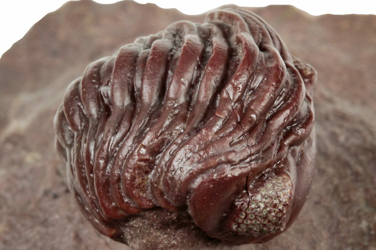 1" Curled Red Austerops Trilobite - Hmar Laghdad, Morocco (#320892) For ...