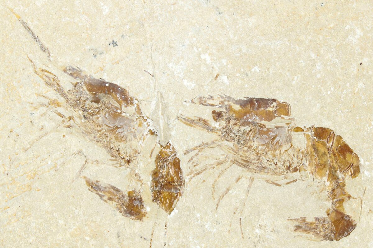 Two Cretaceous Fossil Shrimp - Lebanon (#322082) For Sale - FossilEra.com