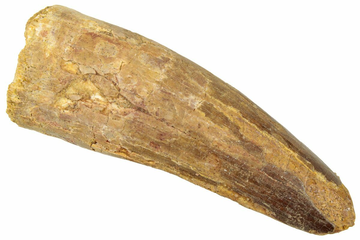 2.80" Fossil Spinosaurus Tooth - Real Dinosaur Tooth (#322234) For Sale ...