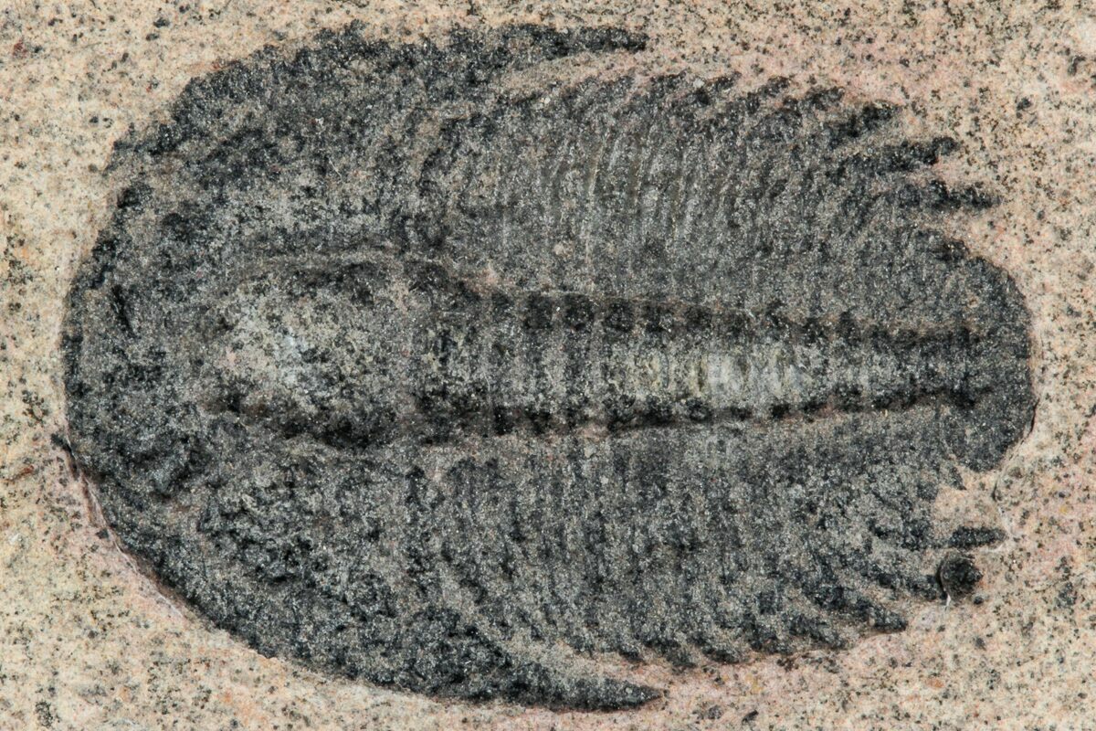 .75" Modocia Typicalis Trilobite - Utah (#322284) For Sale - FossilEra.com