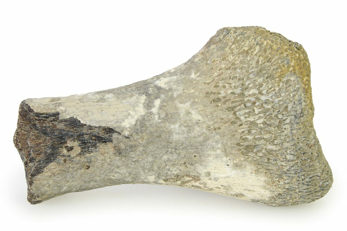 2.2" Fossil Mosasaur Paddle Bone - Texas (#322924) For Sale - FossilEra.com