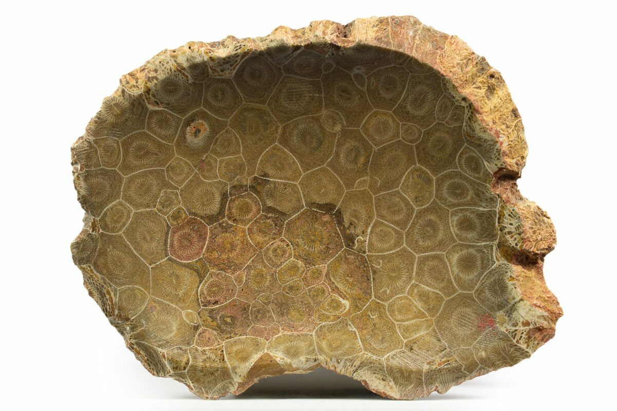 6.2" Polished Fossil Coral (Actinocyathus) Dish - Morocco (#323062) For ...
