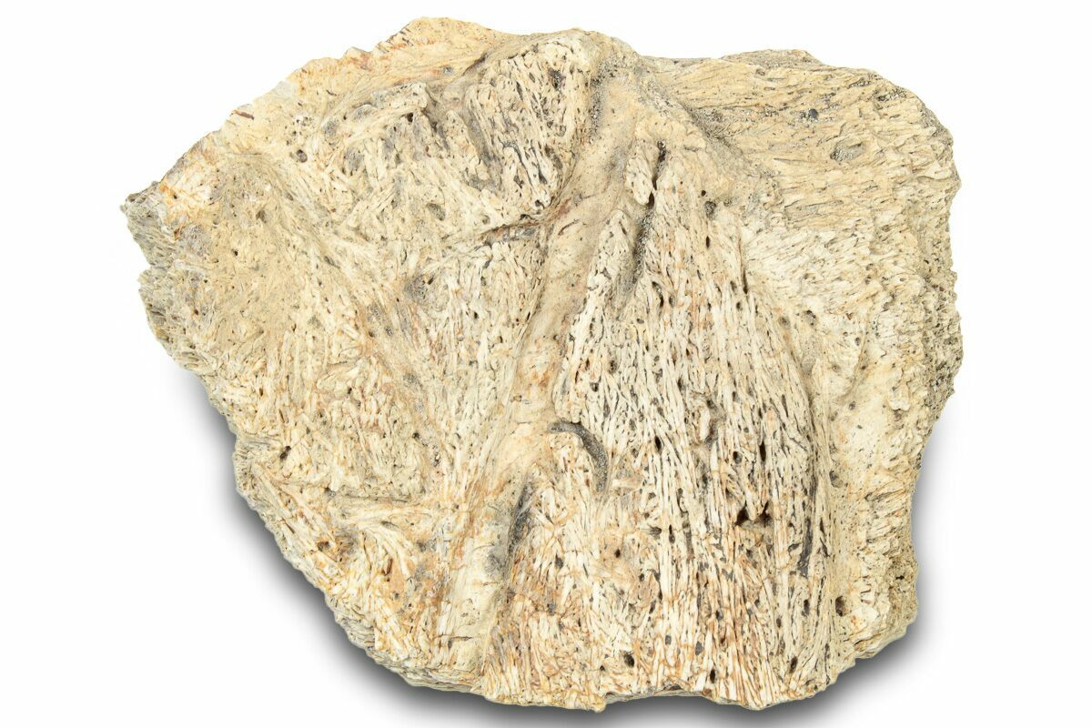 2.5" Dinosaur (Triceratops) Frill Shield Section - Montana (#323025 ...