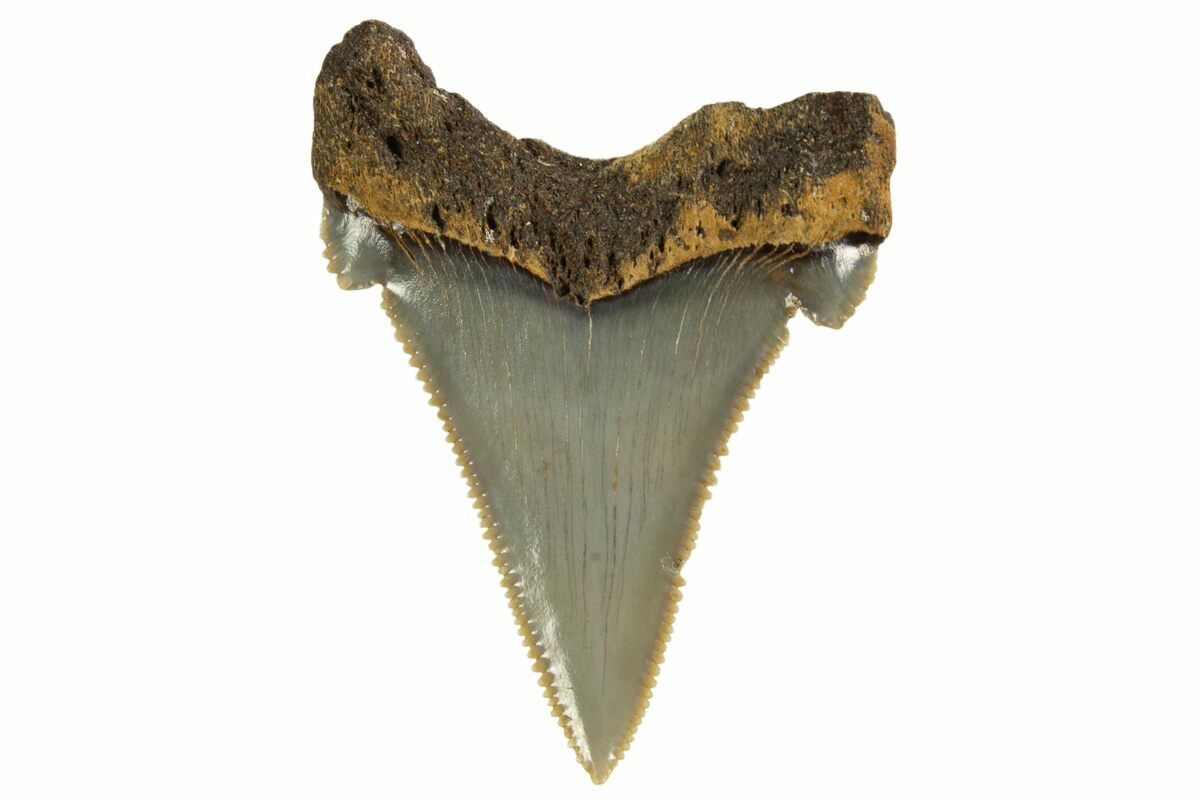 1.79" Serrated Angustidens Tooth - Megalodon Ancestor (#321696) For ...