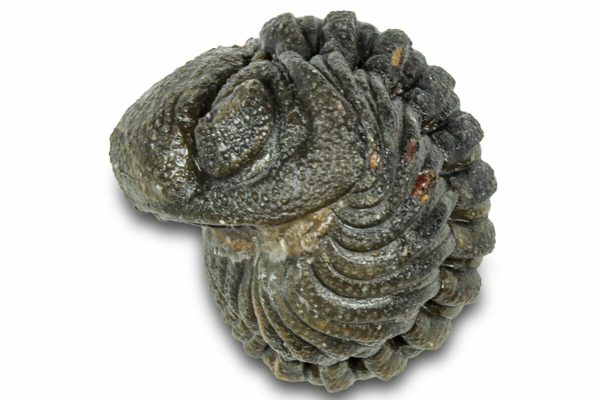 .9" Wide Enrolled Morocops Trilobite - Morocco (#323203) For Sale ...