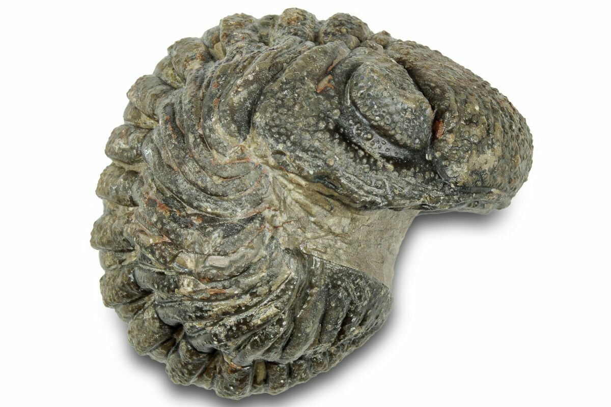 1.2" Wide Enrolled Morocops Trilobite - Morocco (#323217) For Sale ...