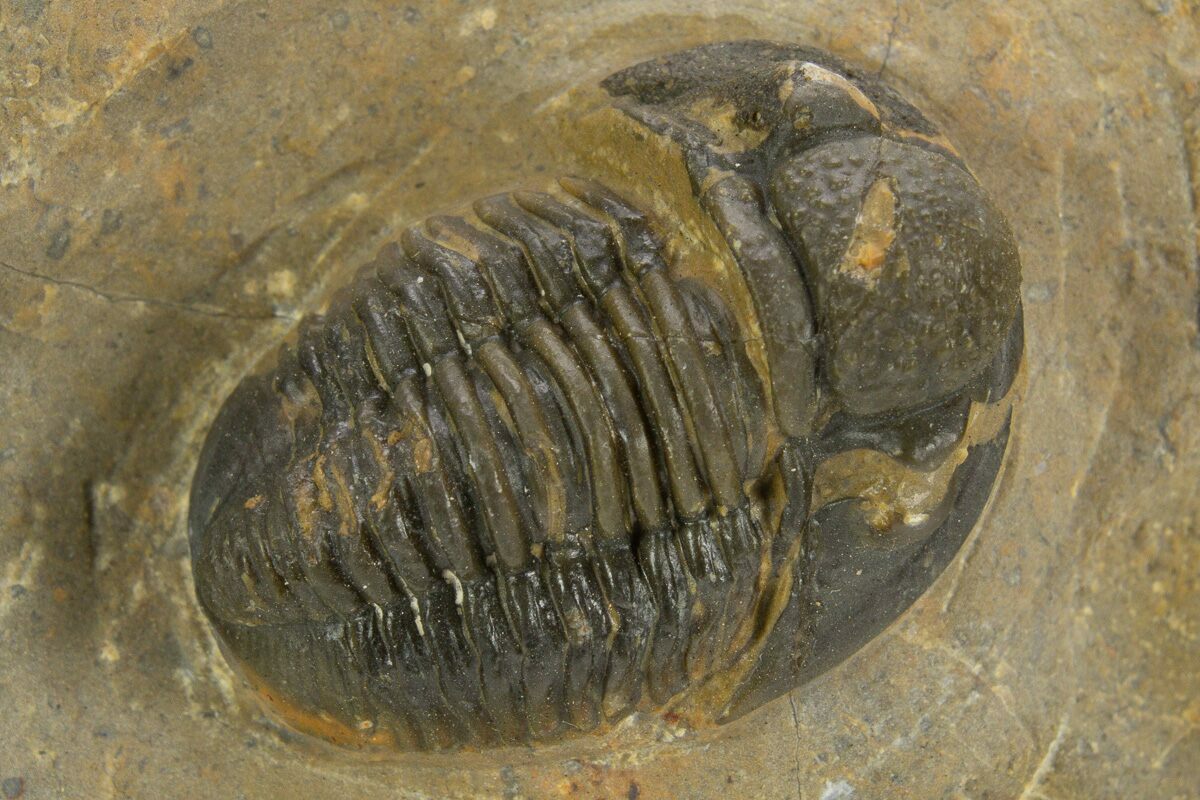 .95" Detailed Proetid (Gerastos) Trilobite Fossil - Morocco (#323182 ...