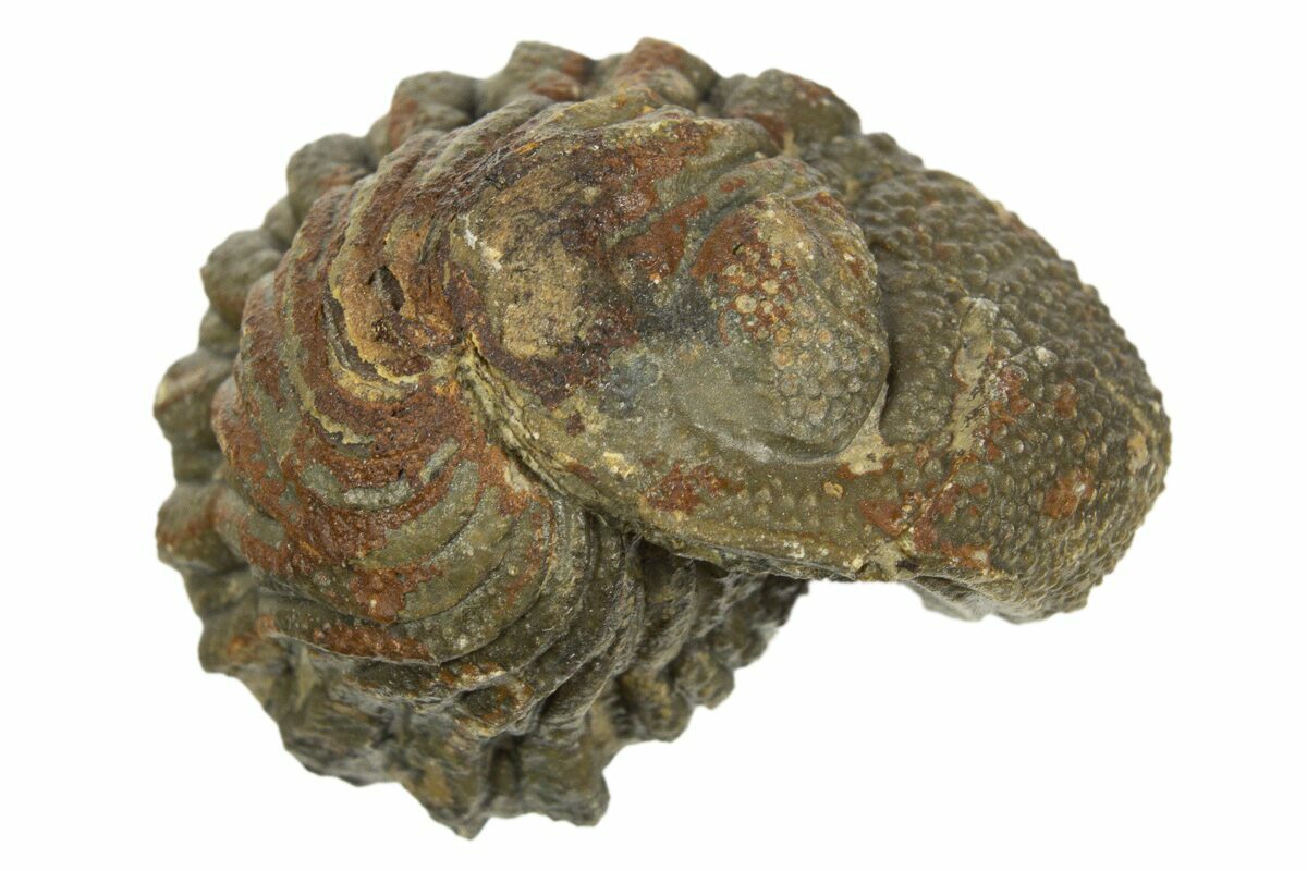 Bargain, .9" Wide Enrolled Morocops Trilobite - Morocco (#323228) For ...