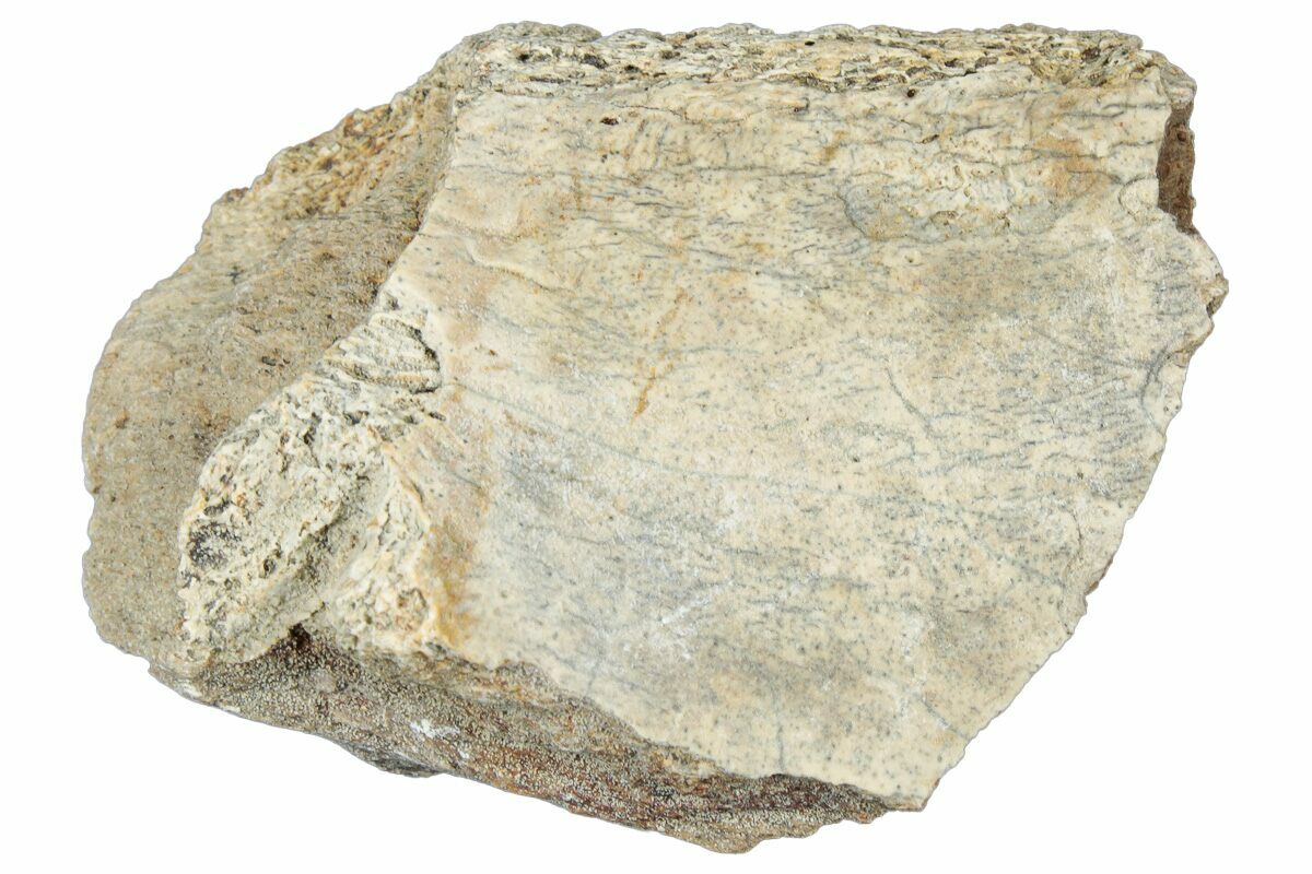 1.8" Dinosaur (Triceratops) Frill Shield Section - Montana (#323832 ...
