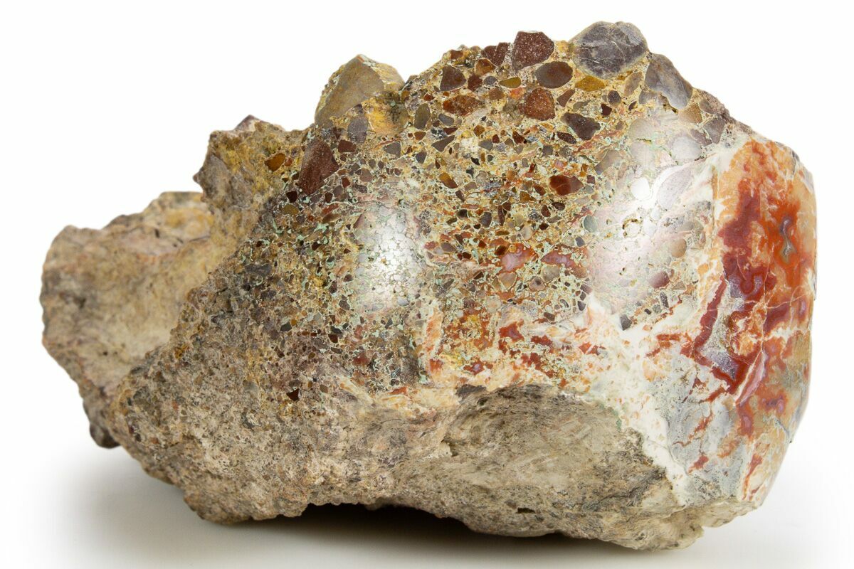 4.1" Polished Dinosaur Bone (Gembone) Section - Colorado (#324197) For ...