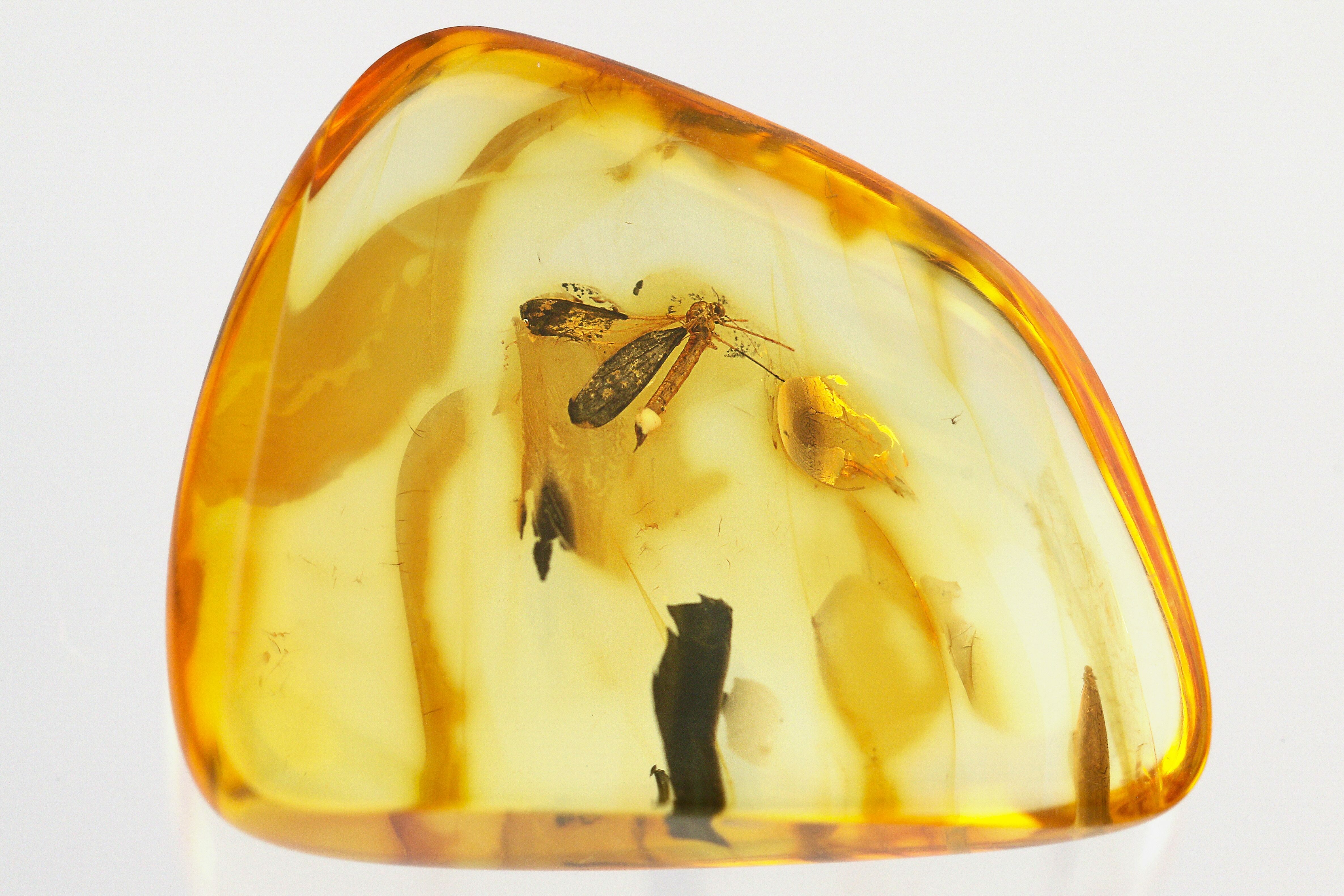 Fossil Crane Fly (Limoniidae) In Baltic Amber (#325470) For Sale ...