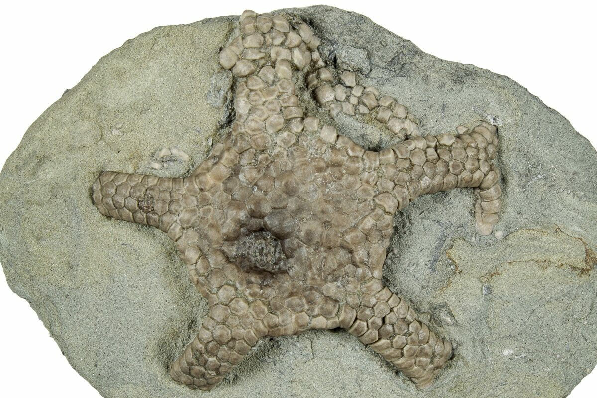 2.2" Fossil Crinoid (Gilbertsocrinus) - Crawfordsville, Indiana ...