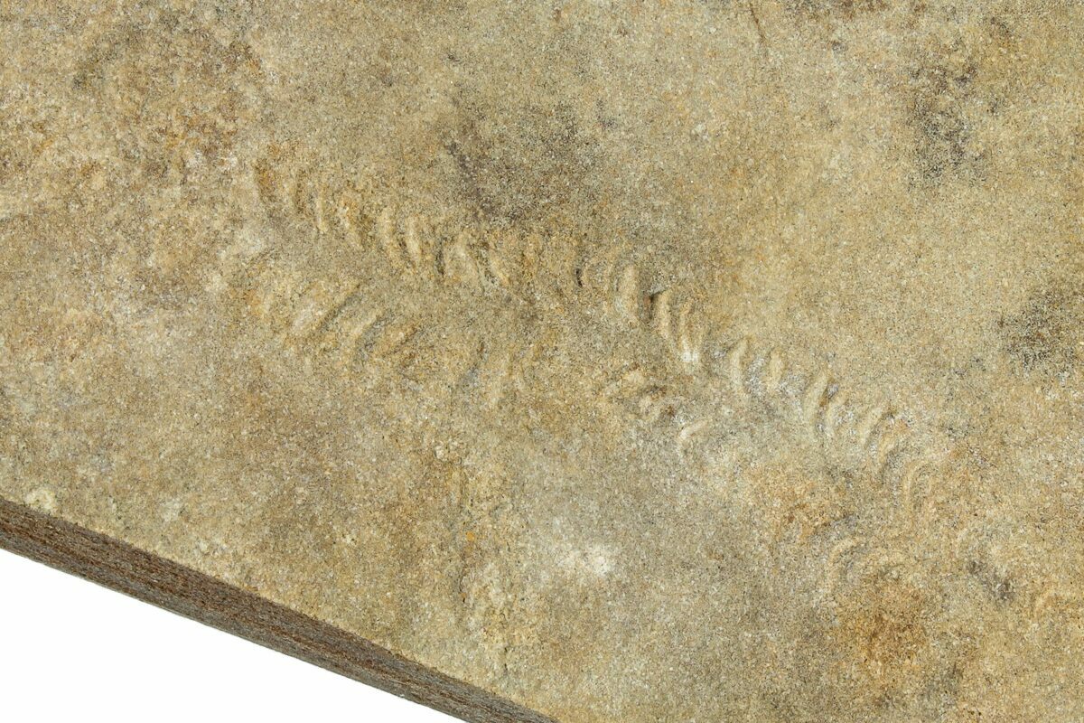 4.4" Cruziana (Fossil Trilobite Trackway) - Indiana (#325669) For Sale - FossilEra.com