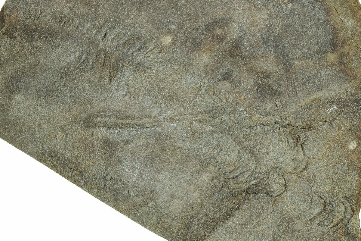 3.9" Cruziana (Fossil Trilobite Trackway) - Indiana (#325672) For Sale - FossilEra.com