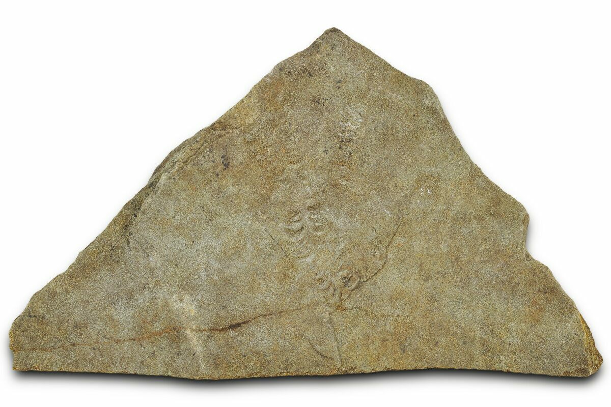 5.4" Cruziana (Fossil Trilobite Trackway) Plate - Indiana (#325673) For ...