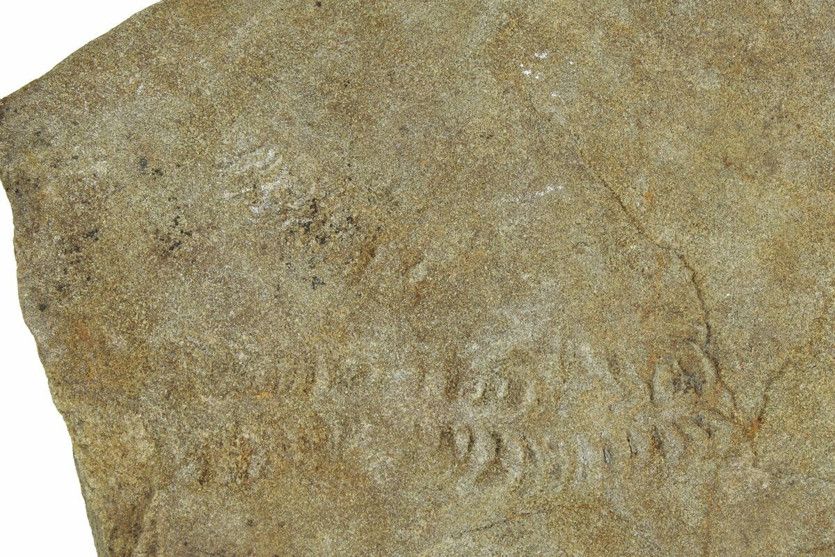 5.4" Cruziana (Fossil Trilobite Trackway) Plate - Indiana (#325673) For ...