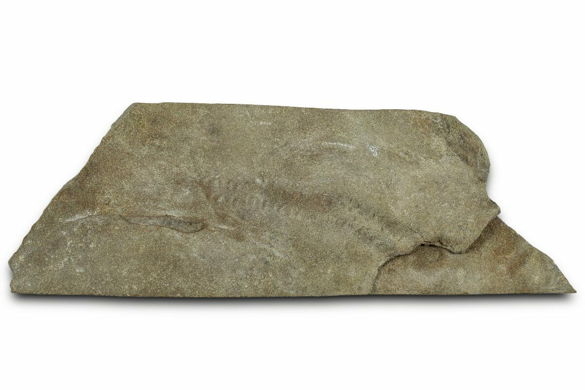 2.3" Cruziana (Fossil Trilobite Trackway) - Indiana (#325674) For Sale - FossilEra.com