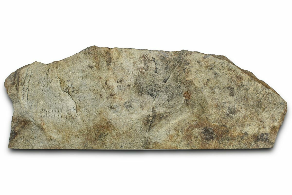 7.5" Cruziana (Fossil Trilobite Trackway) - Indiana (#325683) For Sale - FossilEra.com