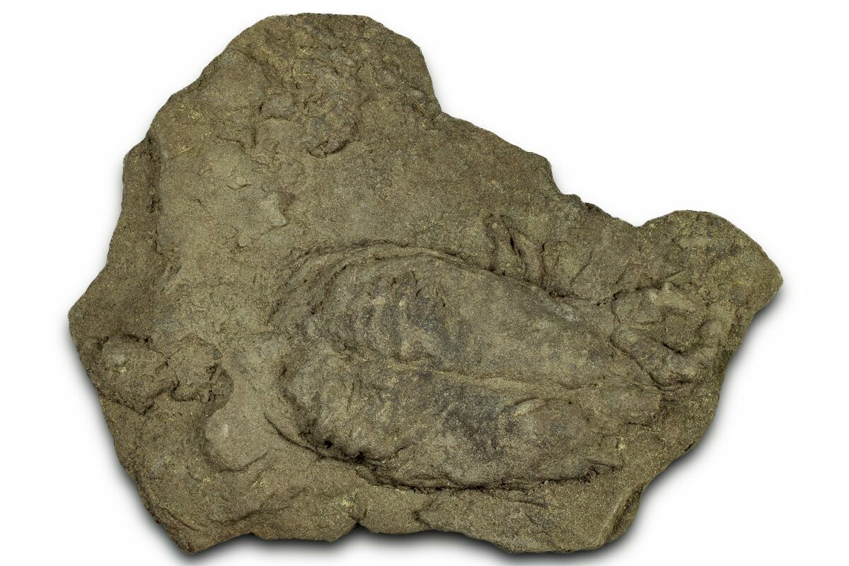 2.4" Rusophycus (Fossil Trilobite Resting Trace) - Indiana (#325687 ...