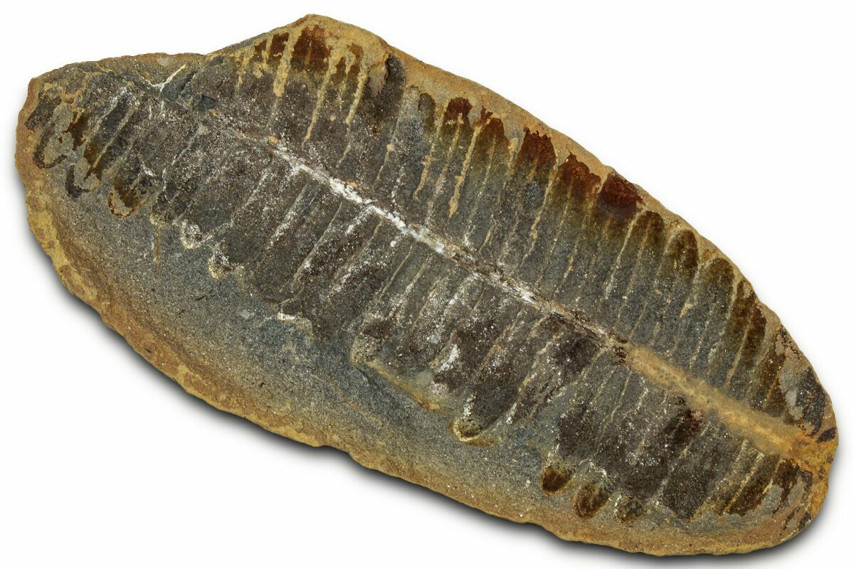 3" Fossil Fern (Pecopteris) Nodule Pos/Neg - Mazon Creek (#325896) For ...