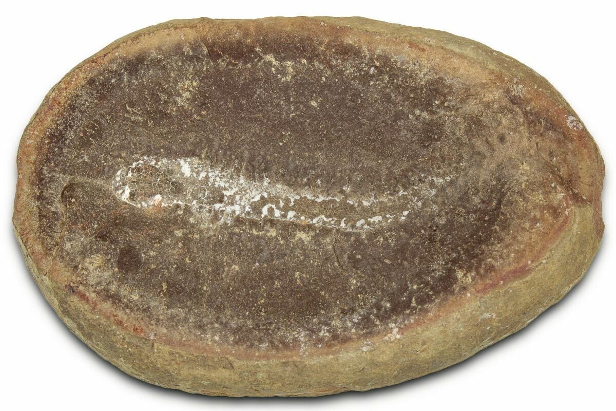 1.2" Pennsylvanian Worm Fossil - Mazon Creek (#325936) For Sale ...