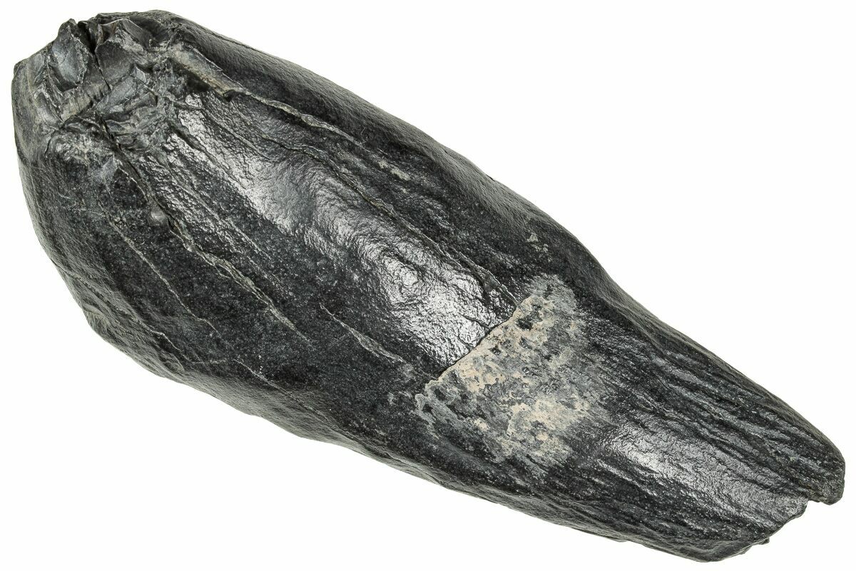 4.9" Fossil Sperm Whale (Scaldicetus) Tooth - South Carolina (#321845 ...