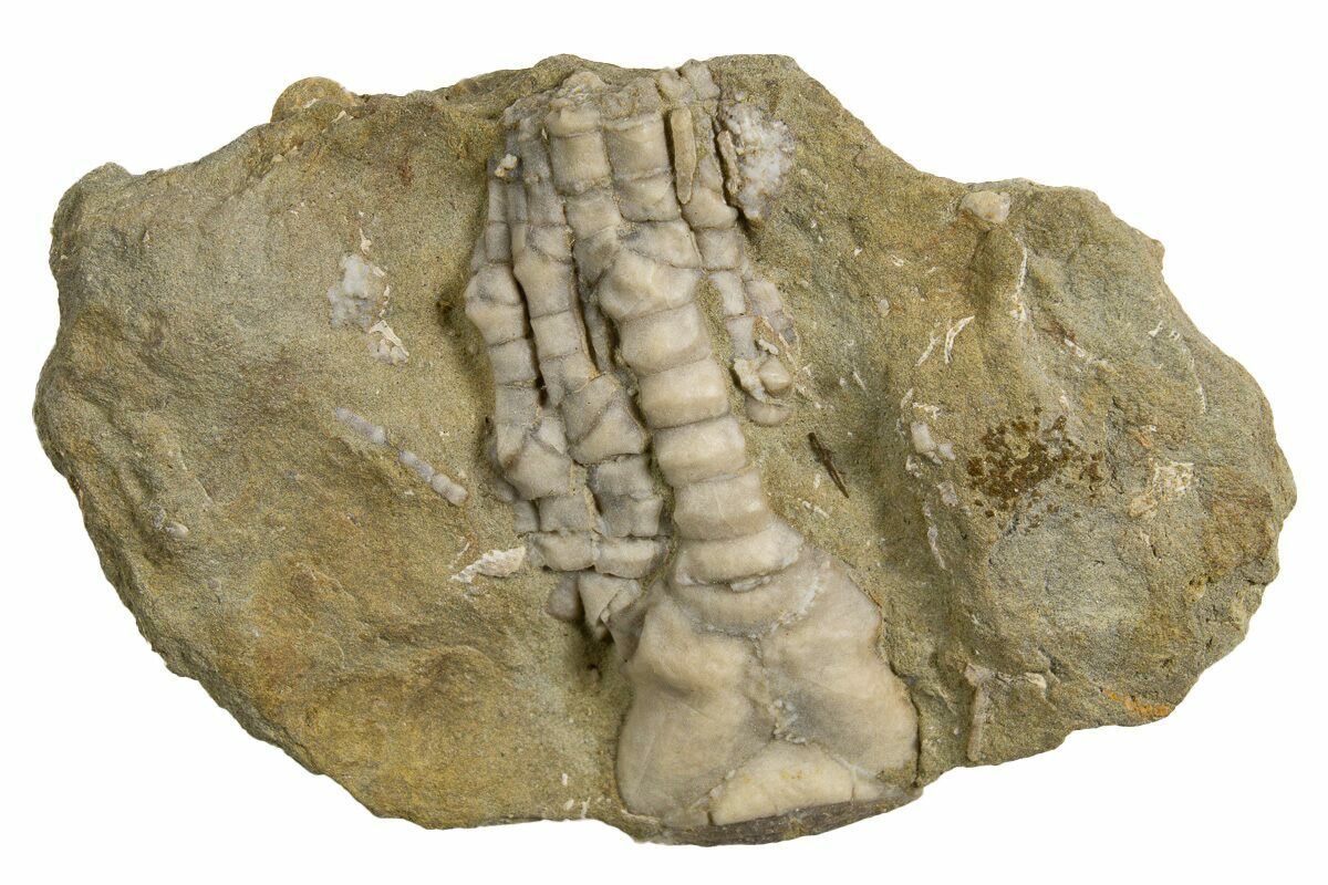 1.5" Fossil Crinoid (Halysiocrinus) - Indiana (#326072) For Sale ...