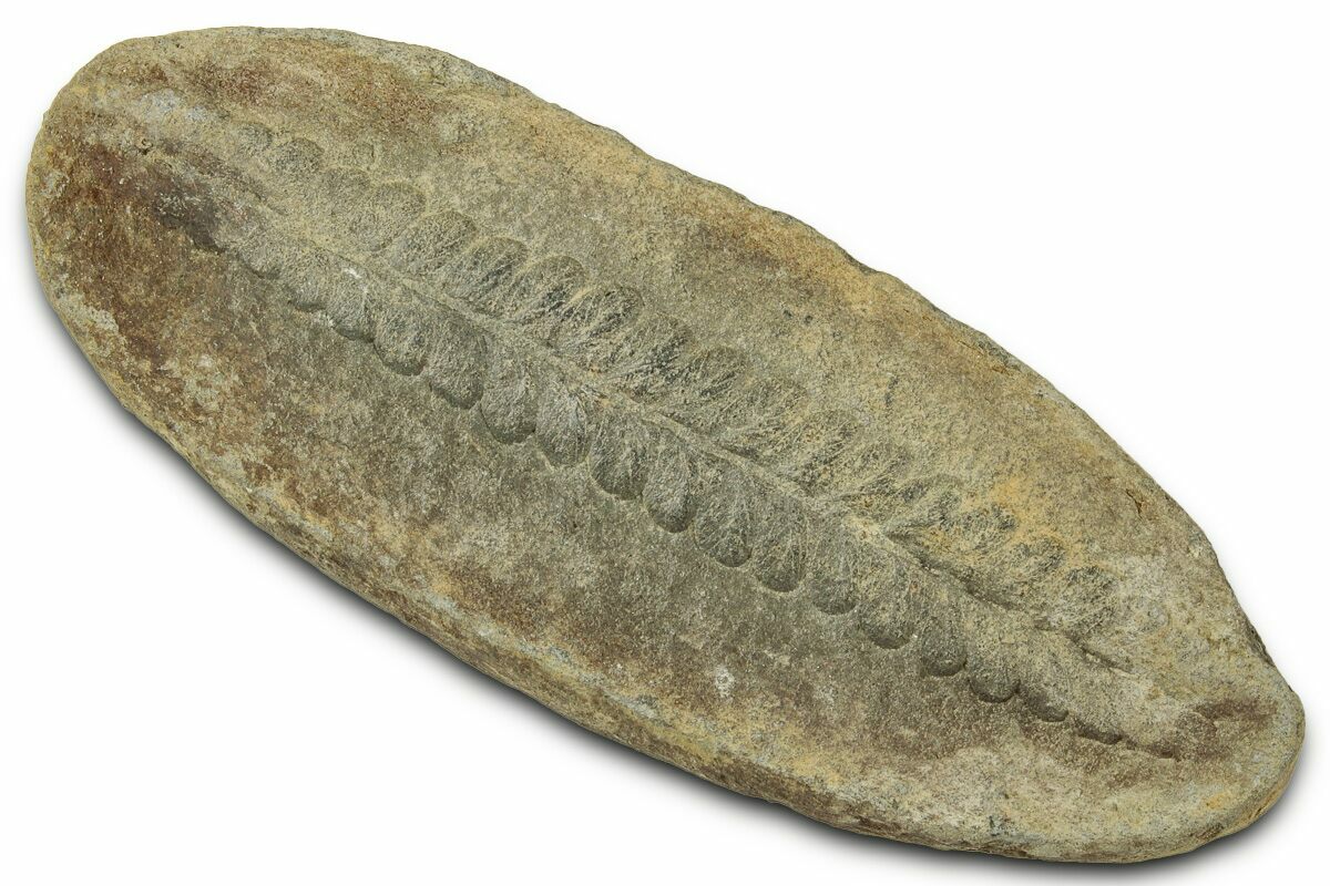 2.7" Fossil Fern (Pecopteris) Nodule Pos/Neg - Mazon Creek (#325875 ...