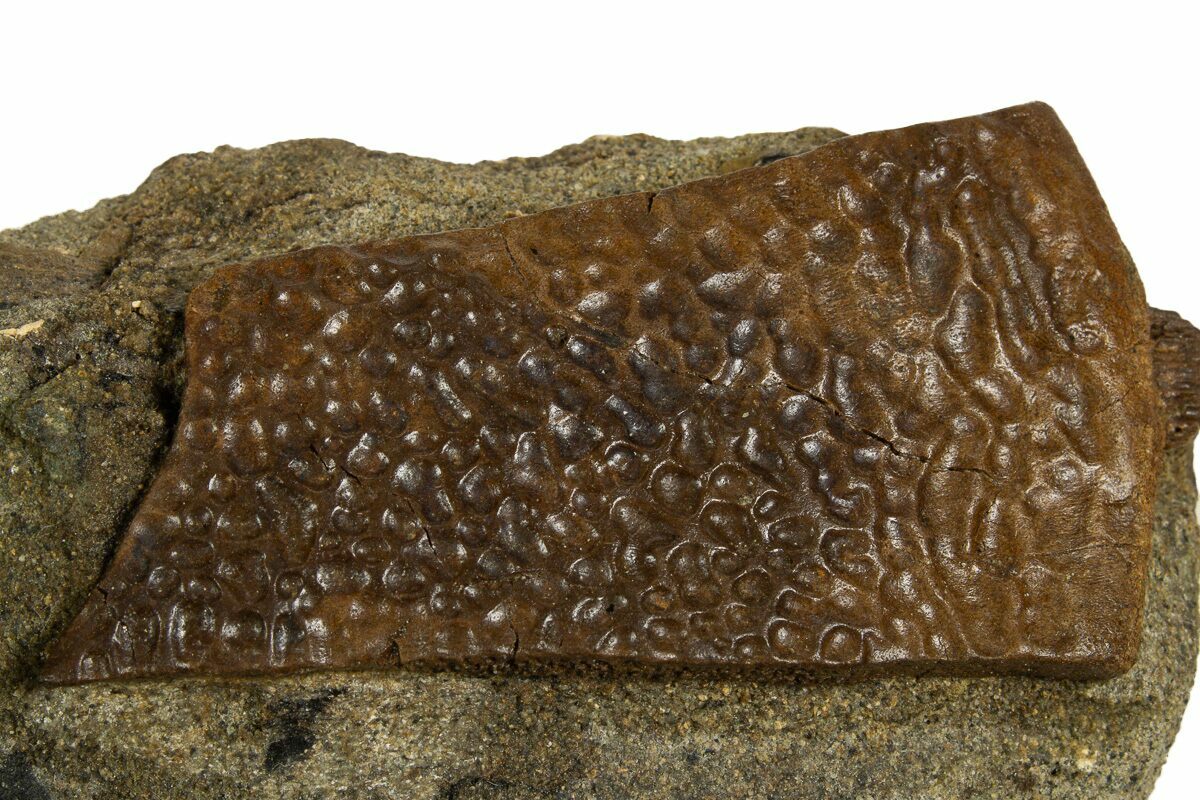 2.6" Cretaceous Fossil Turtle Shell in Rock - Judith River Formation ...