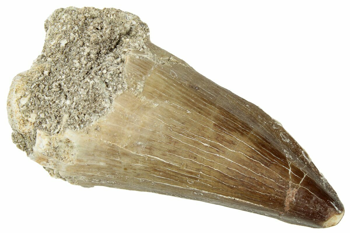 2.15" Fossil Mosasaur (Prognathodon) Tooth - Morocco (#326461) For Sale ...