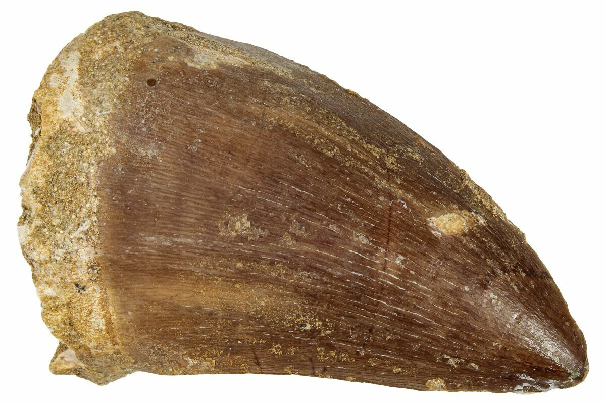 2.25" Fossil Mosasaur (Prognathodon) Tooth - Morocco (#326509) For Sale ...